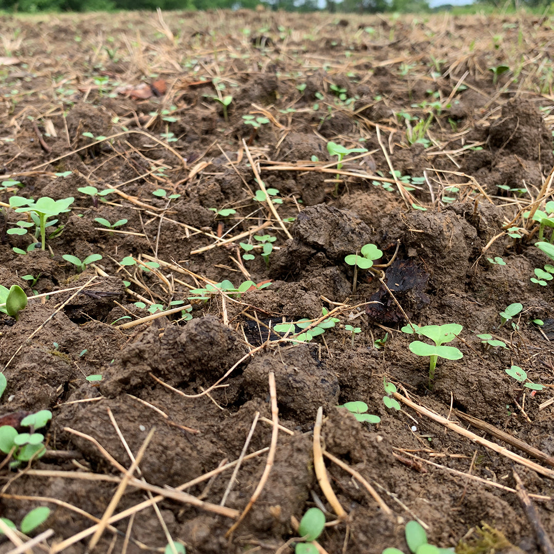 Planting – Monsterbuck