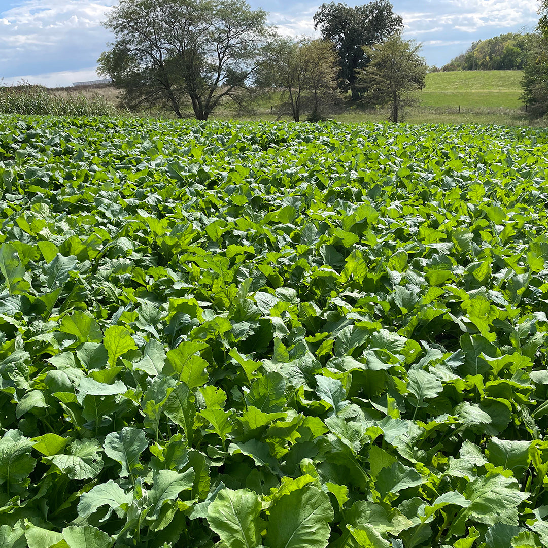 One Plot ASAP - Monsterbuck