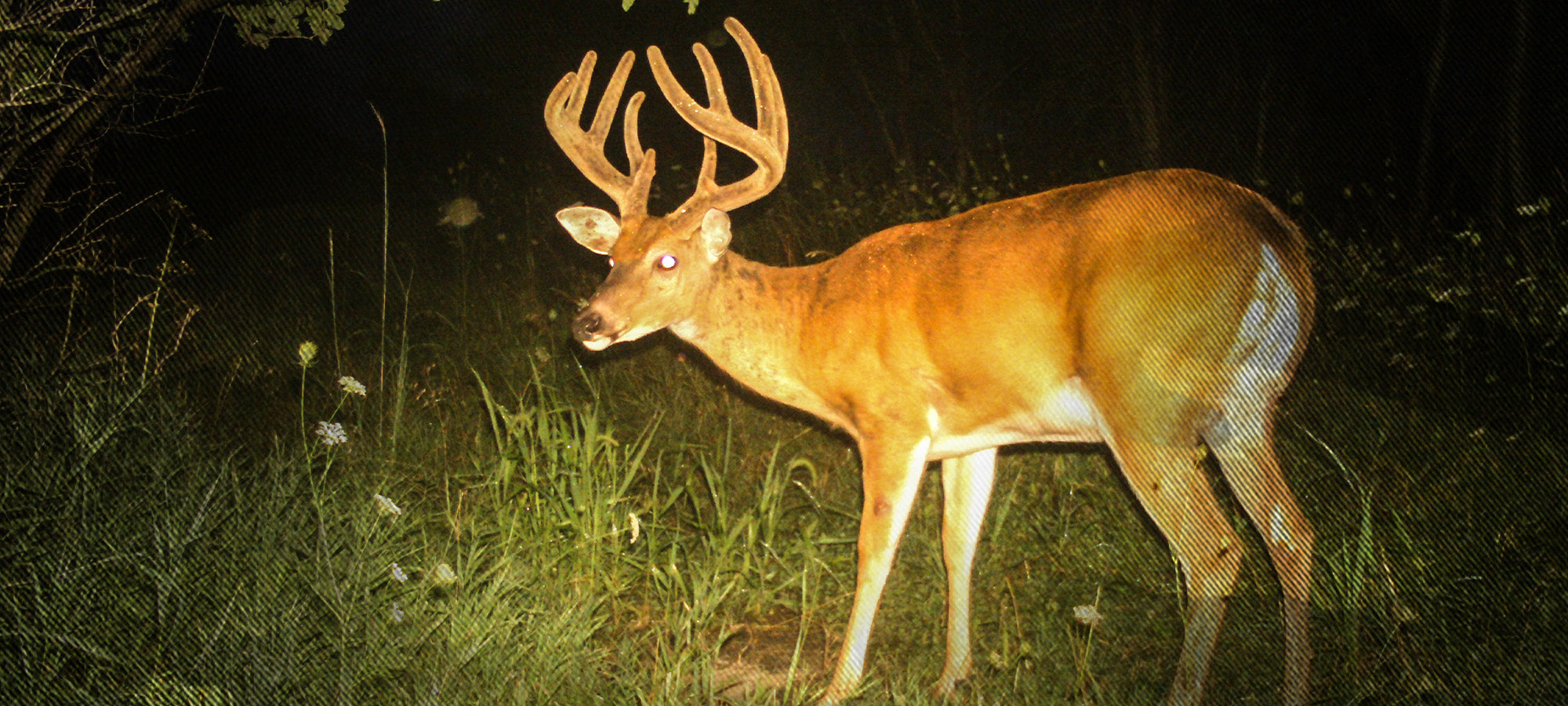 Deer Feed – Monsterbuck