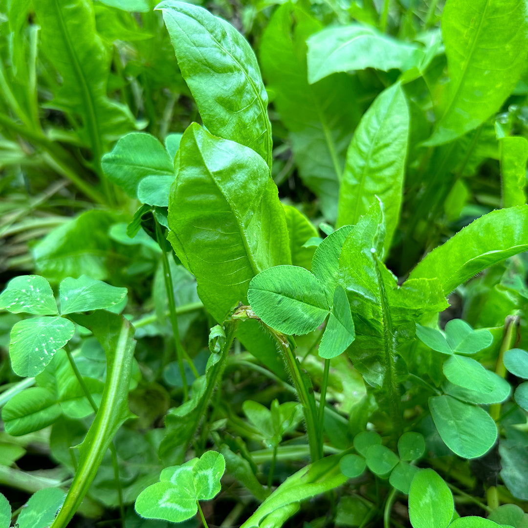 Planting A Clover Plot – Monsterbuck