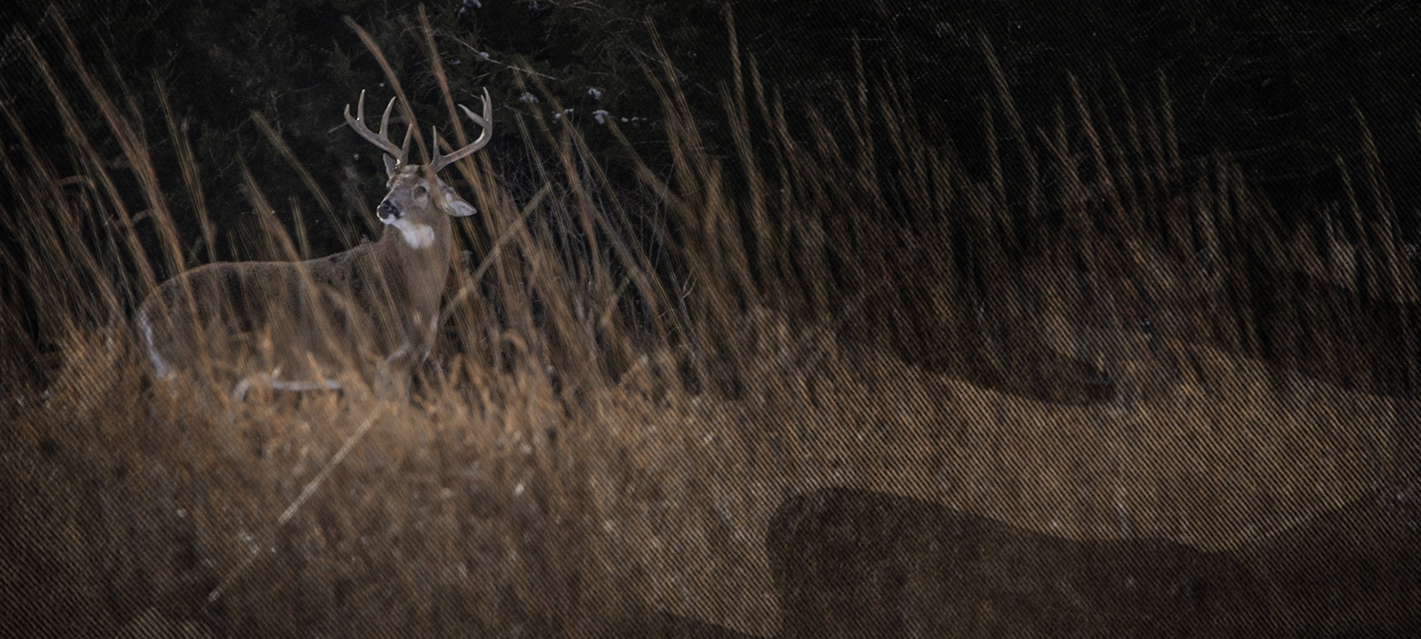 Deer Cover – Monsterbuck