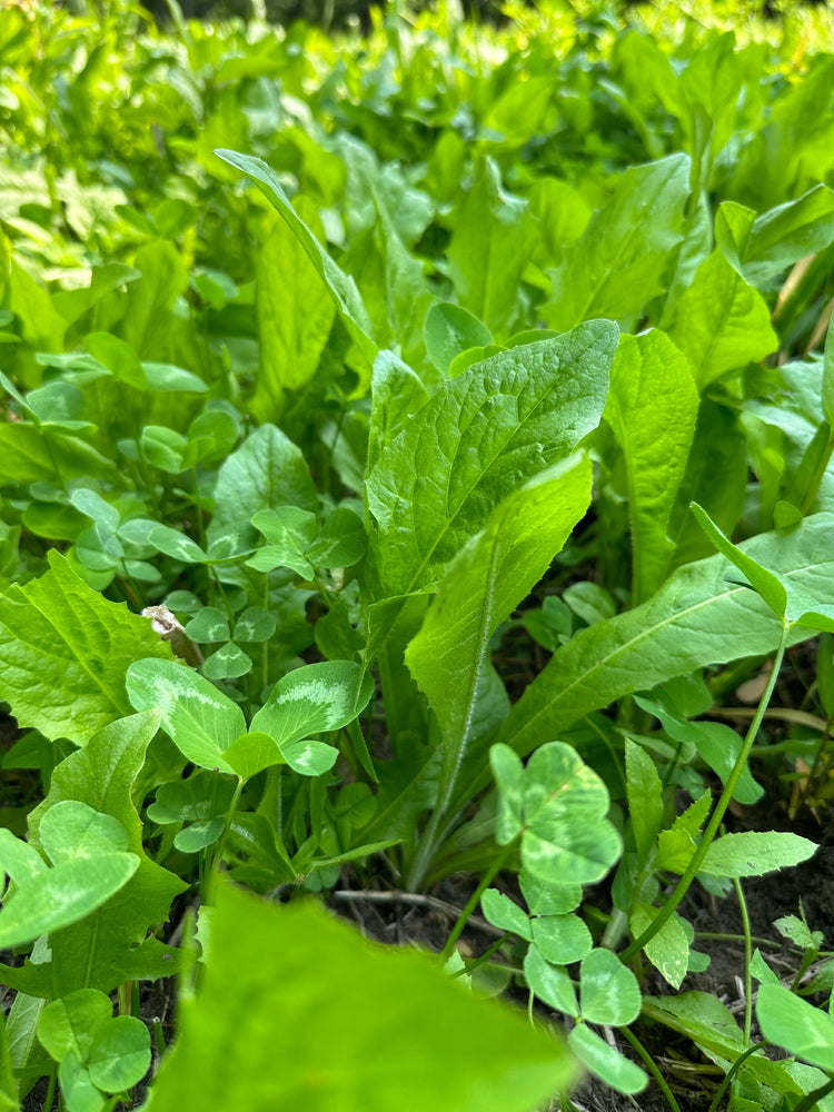 Planting A Clover Plot – Monsterbuck