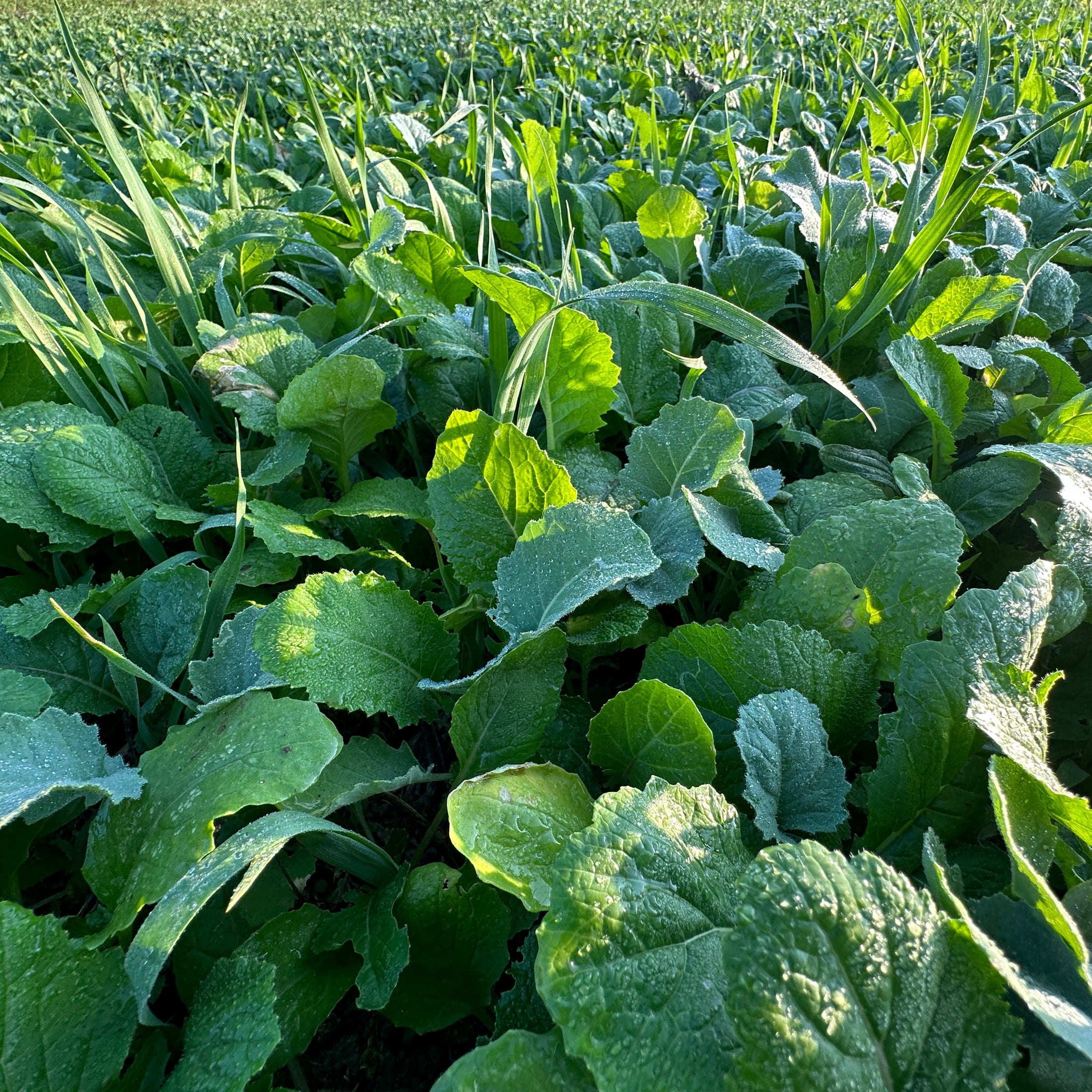 clover, chicory, food plot seed, deer, whitetail – Monsterbuck