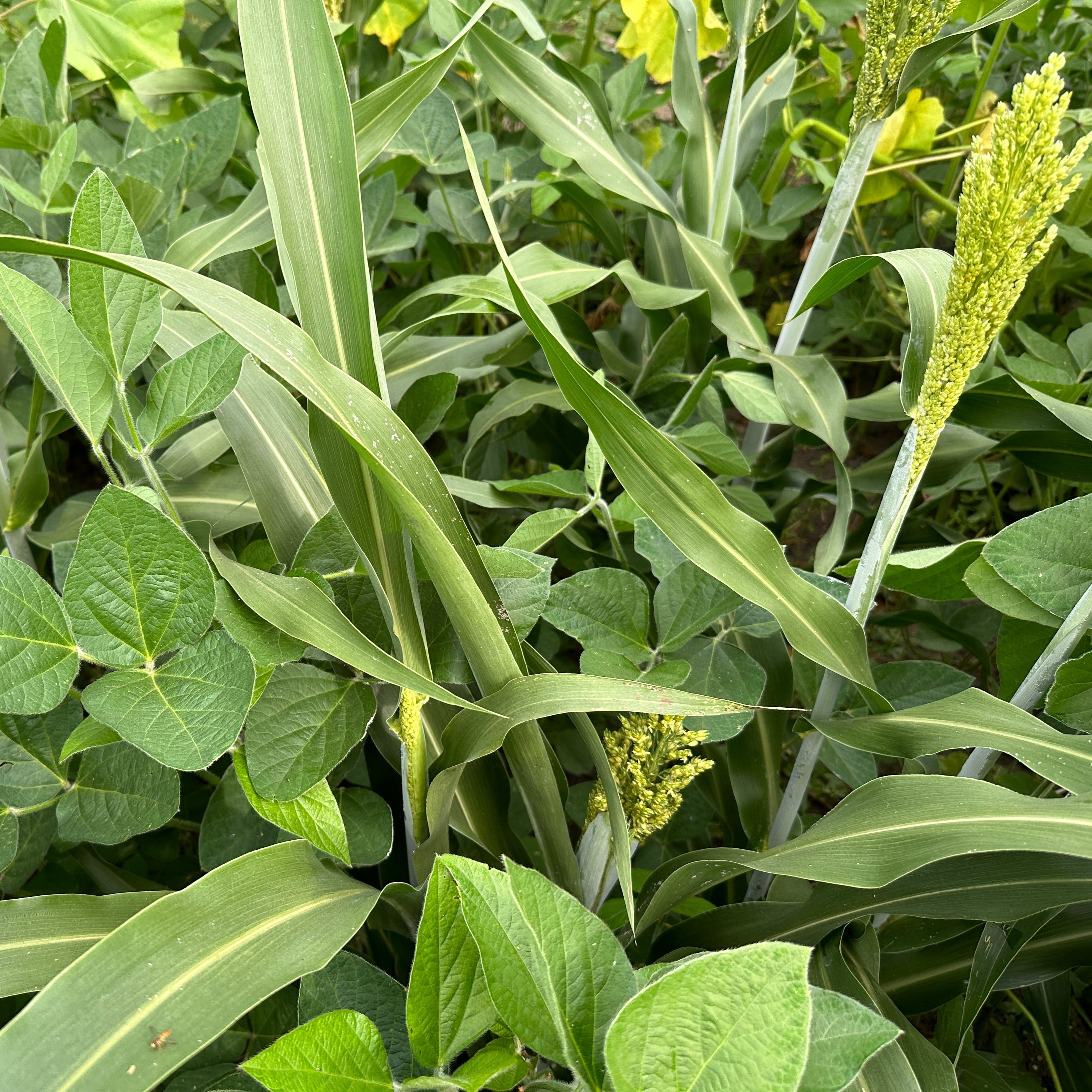 cow peas, forage soybeans, sunflowers, sorghum, spring, summer plotdeer plot, whitetail, early ...