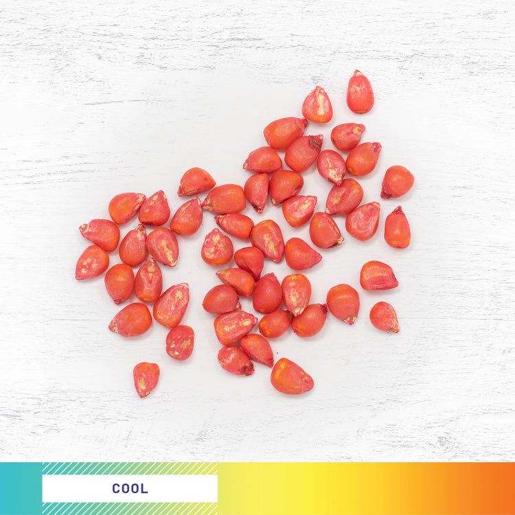 Food Plot Seed – Monsterbuck