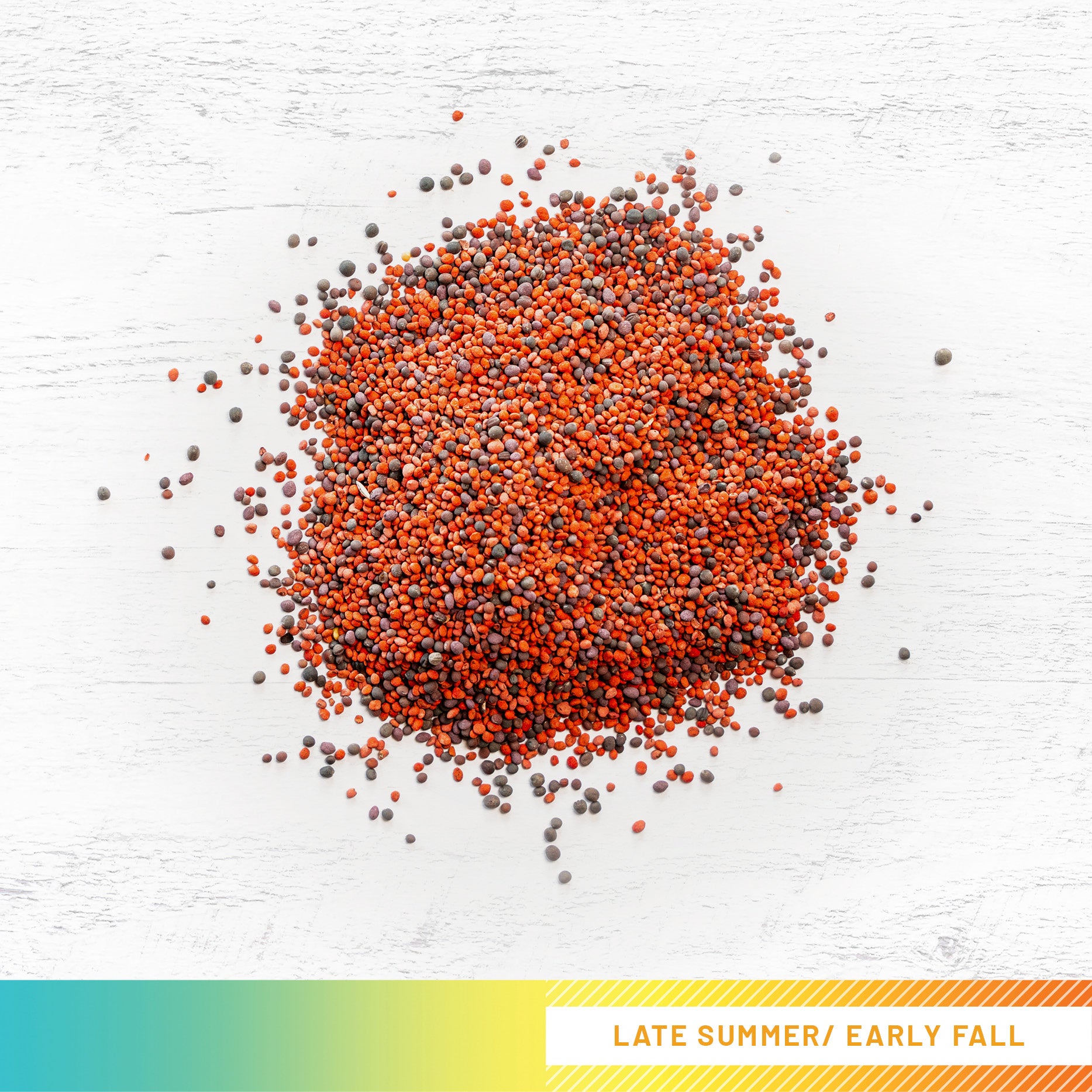 Blends – Monsterbuck