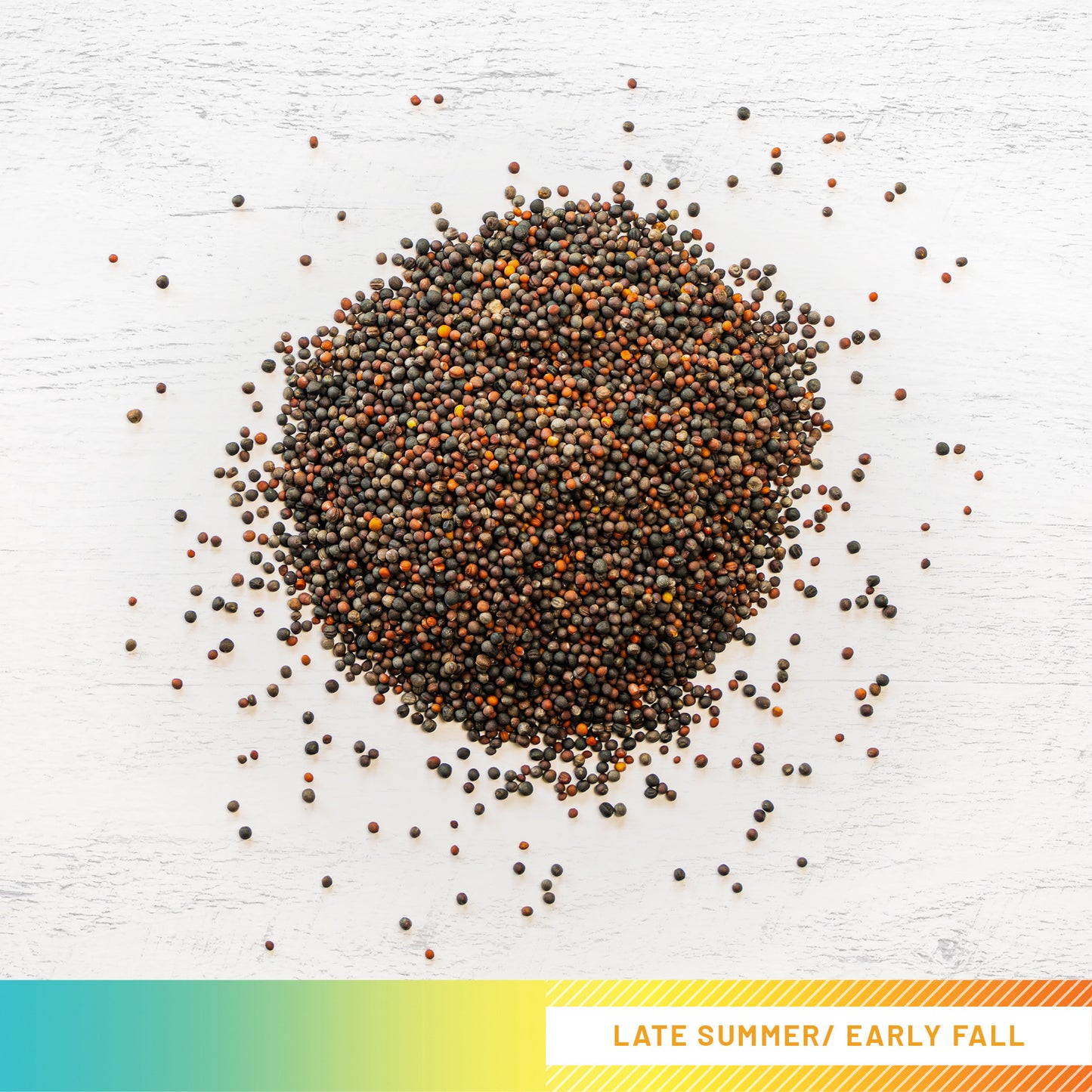 Forage Soybean Blend – Monsterbuck