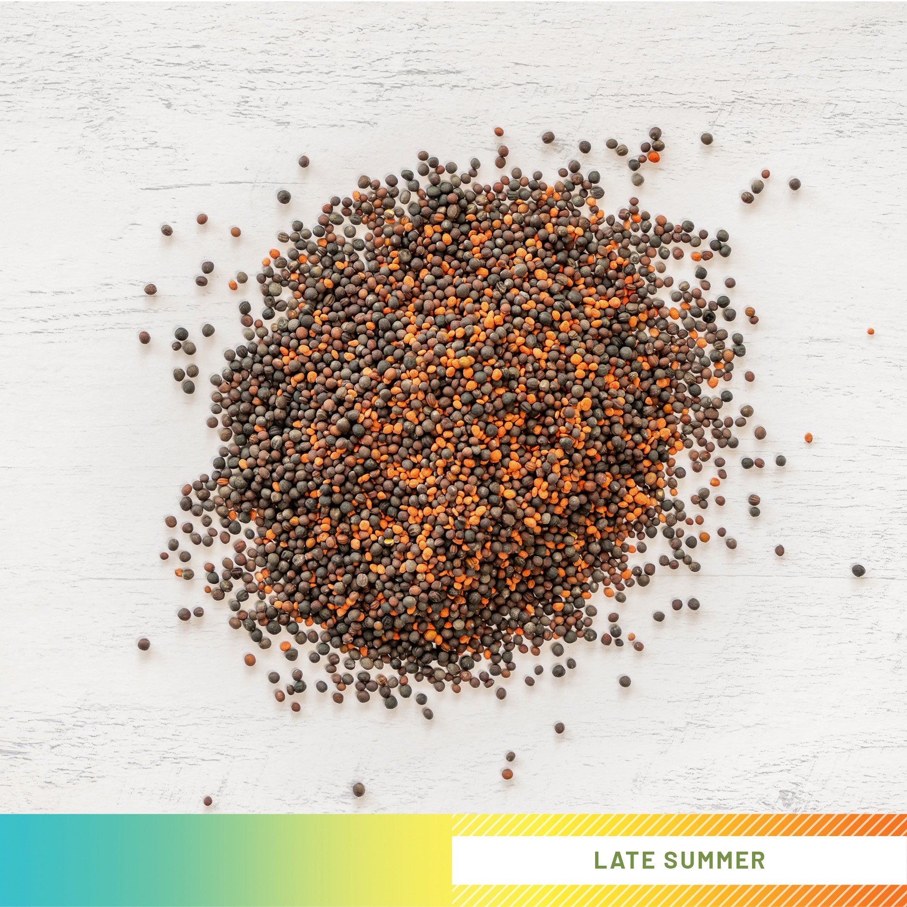 Planting A Clover Plot – Monsterbuck