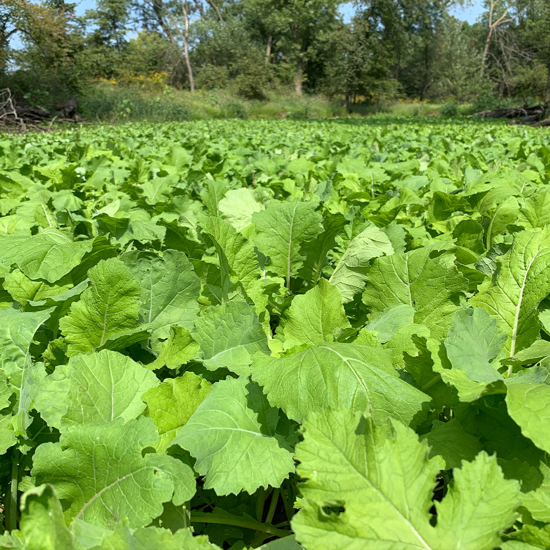 Buy Roundup Ready Soybean Seeds Online | Elk Mound Seed Co. – Monsterbuck