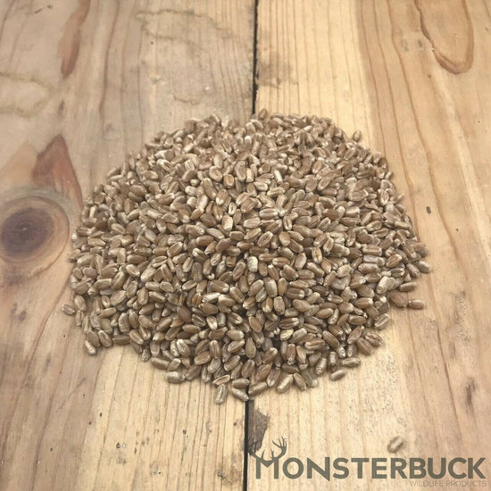 winter wheat, cover crop, forage, fall – Monsterbuck