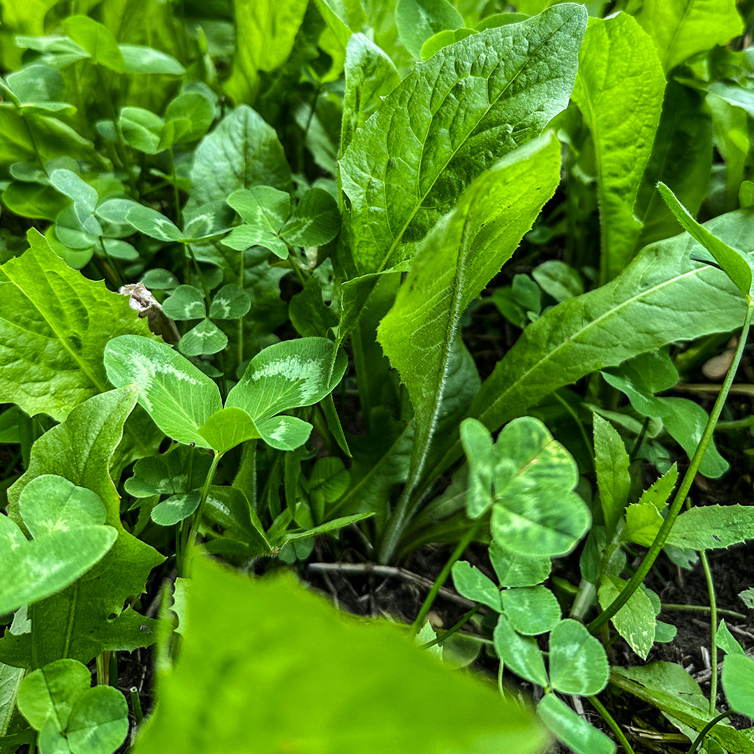 Soil Prep – Monsterbuck