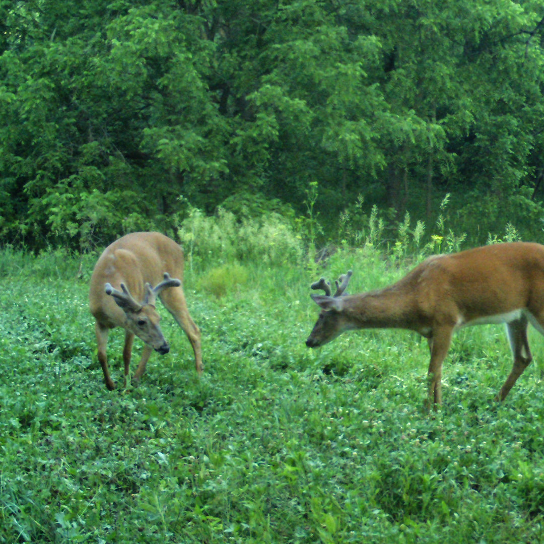 Plot Preparation – Monsterbuck