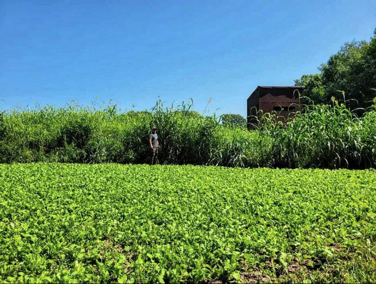 Plot Screens – Monsterbuck